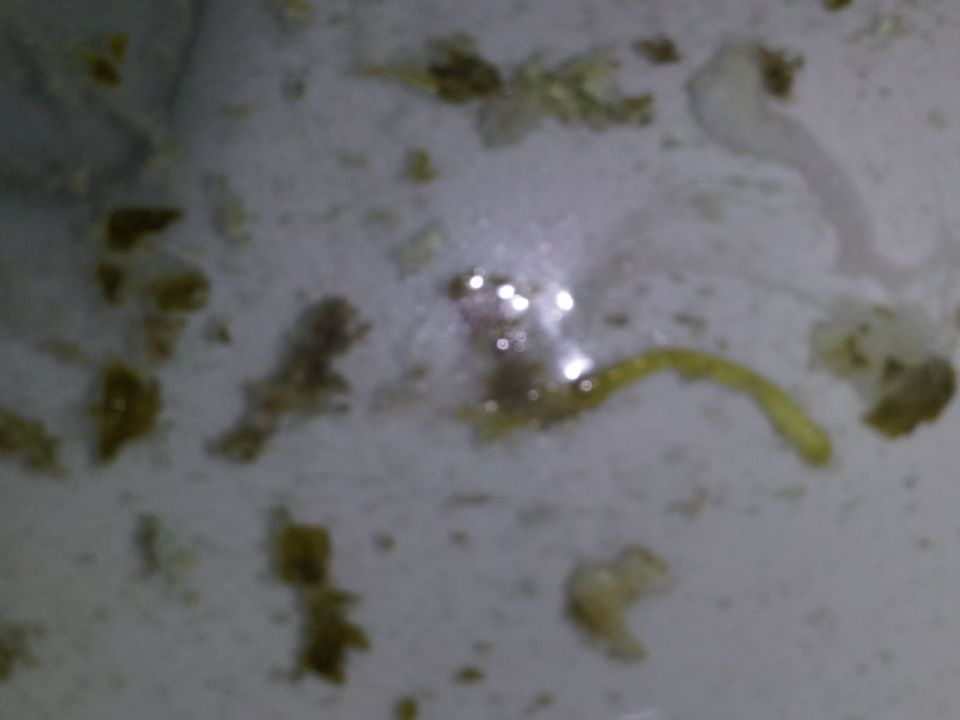 Help Needed! Tiny thread-like bodies, sharp, stinging loooooong tails ...