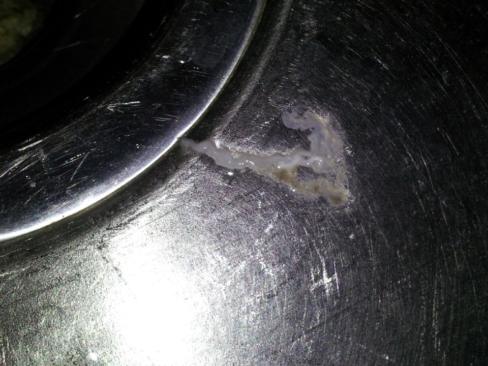 Help Needed! Tiny thread-like bodies, sharp, stinging loooooong tails ...